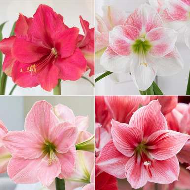 Amaryllis Single Pink Collection - 4 Bulbs - Longfield Gardens