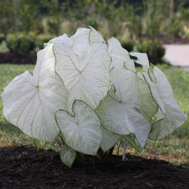 Caladium Fancy Moonlight - 5 tubers - Longfield Gardens