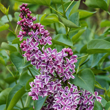 Syringa Vulgaris Sensation - 1 Bare Root - Longfield Gardens