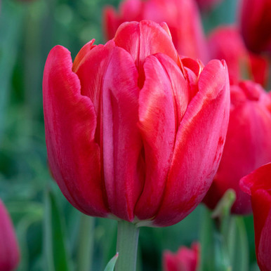 Tulip Double Early Red Foxtrot - 20 bulbs - Longfield Gardens