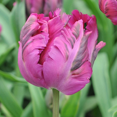 Tulip Parrot Negrita - 10 bulbs - Longfield Gardens