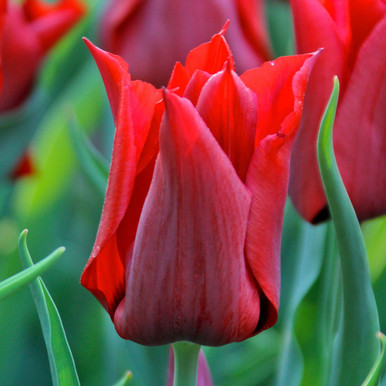 Tulip Lily Flowering Red Street - 10 bulbs - Longfield Gardens