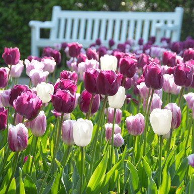 Tulip Triumph Berry Blush Mix - Bulk Offer - 75 bulbs - Longfield Gardens