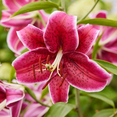Lily Oriental Corvara - 5 bulbs - Longfield Gardens