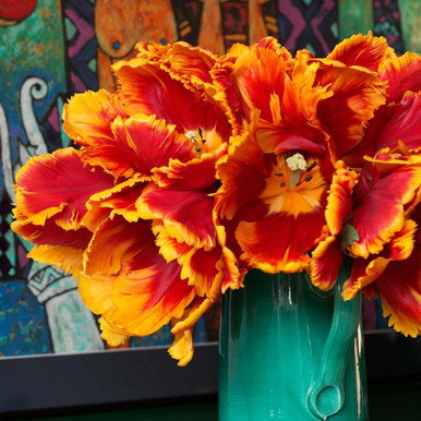 Tulip Bright Parrot - 10 bulbs - Longfield Gardens