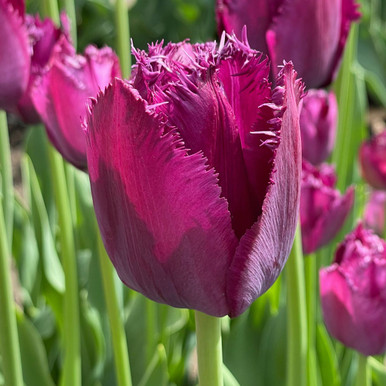 Tulip Fringed Curly Sue - 10 bulbs - Longfield Gardens