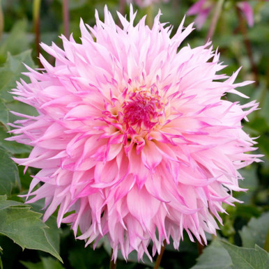 Dahlia Dinnerplate Nadia Ruth - 2 tuber clumps - Longfield Gardens