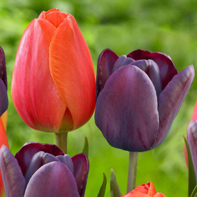 Tulip Darwin Hybrid Ad Rem & Queen of Night - 40 bulbs - Longfield Gardens
