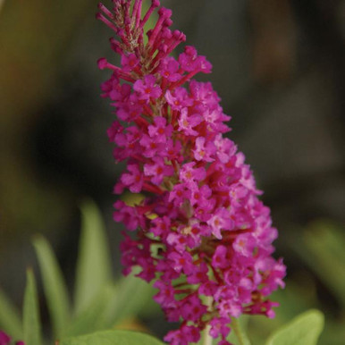 Buddleia Buzz Magenta - 1 starter plant - Longfield Gardens
