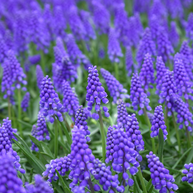 Muscari Armeniacum - Bulk Offer - 250 bulbs - Longfield Gardens