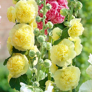 Alcea Double Yellow - 3 bare roots - Longfield Gardens