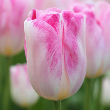 Tulip Triumph Infinity - 20 bulbs - Longfield Gardens