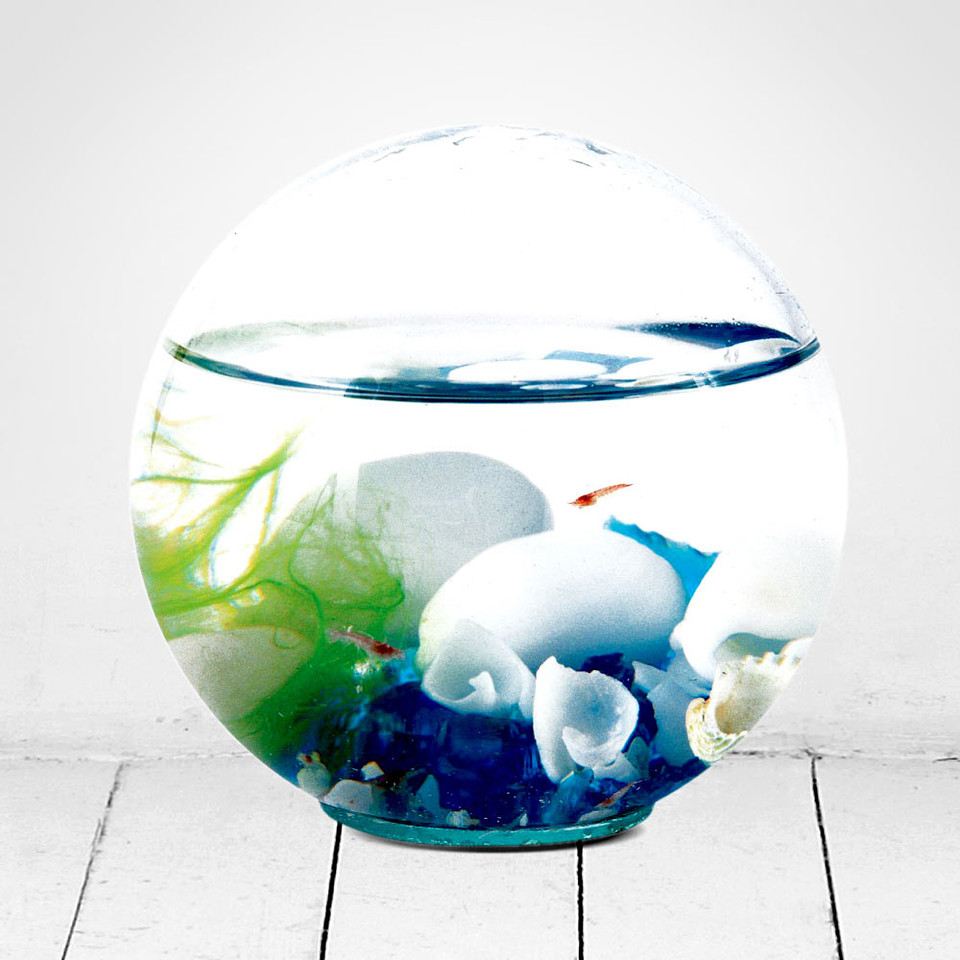 Red Shrimp Glass Sphere Ecosystem - Bio-Sphere with Live Red Shrimp