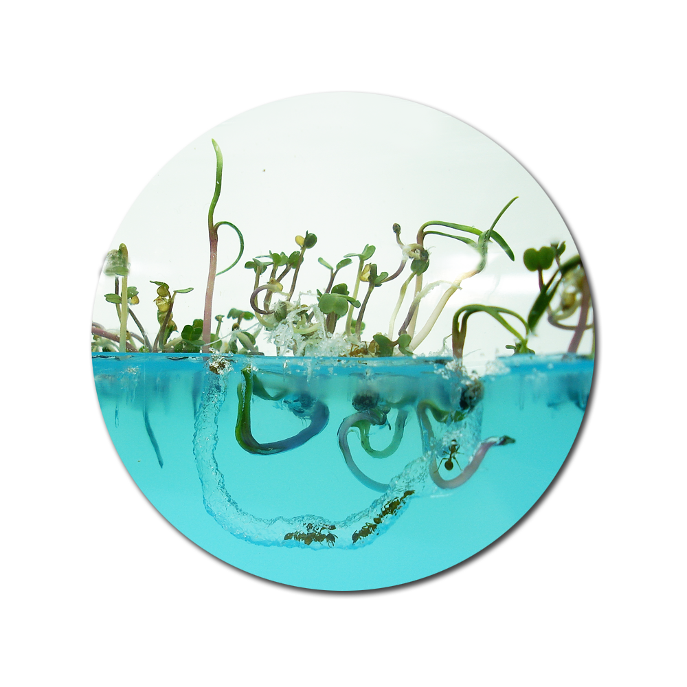 Super Forest Ant Farm | Grow Your Own Eco System