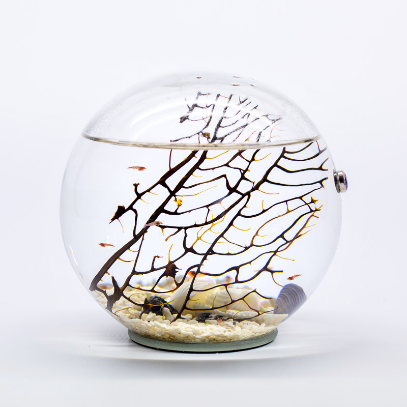 Beachworld Glass Sphere with Gorgonia Ecosystem - With Live Shrimp