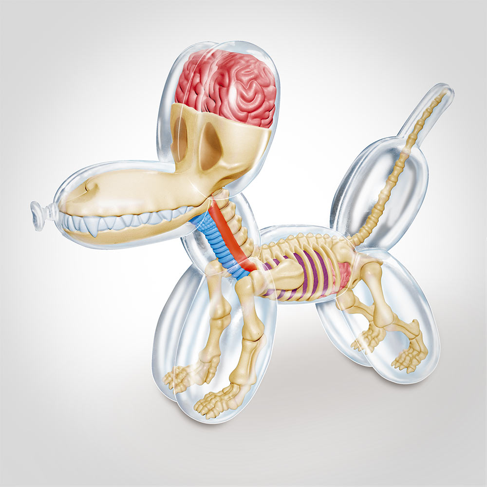 Balloon Dog Anatomy Figure