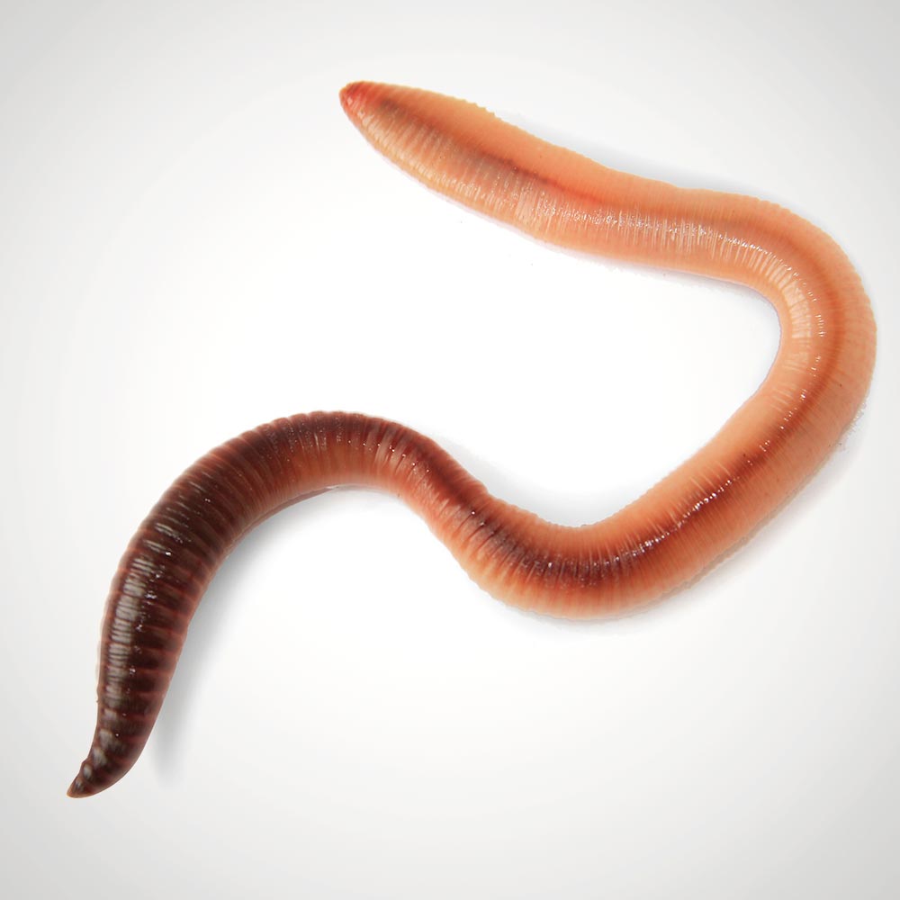 Nick Baker's Worm World