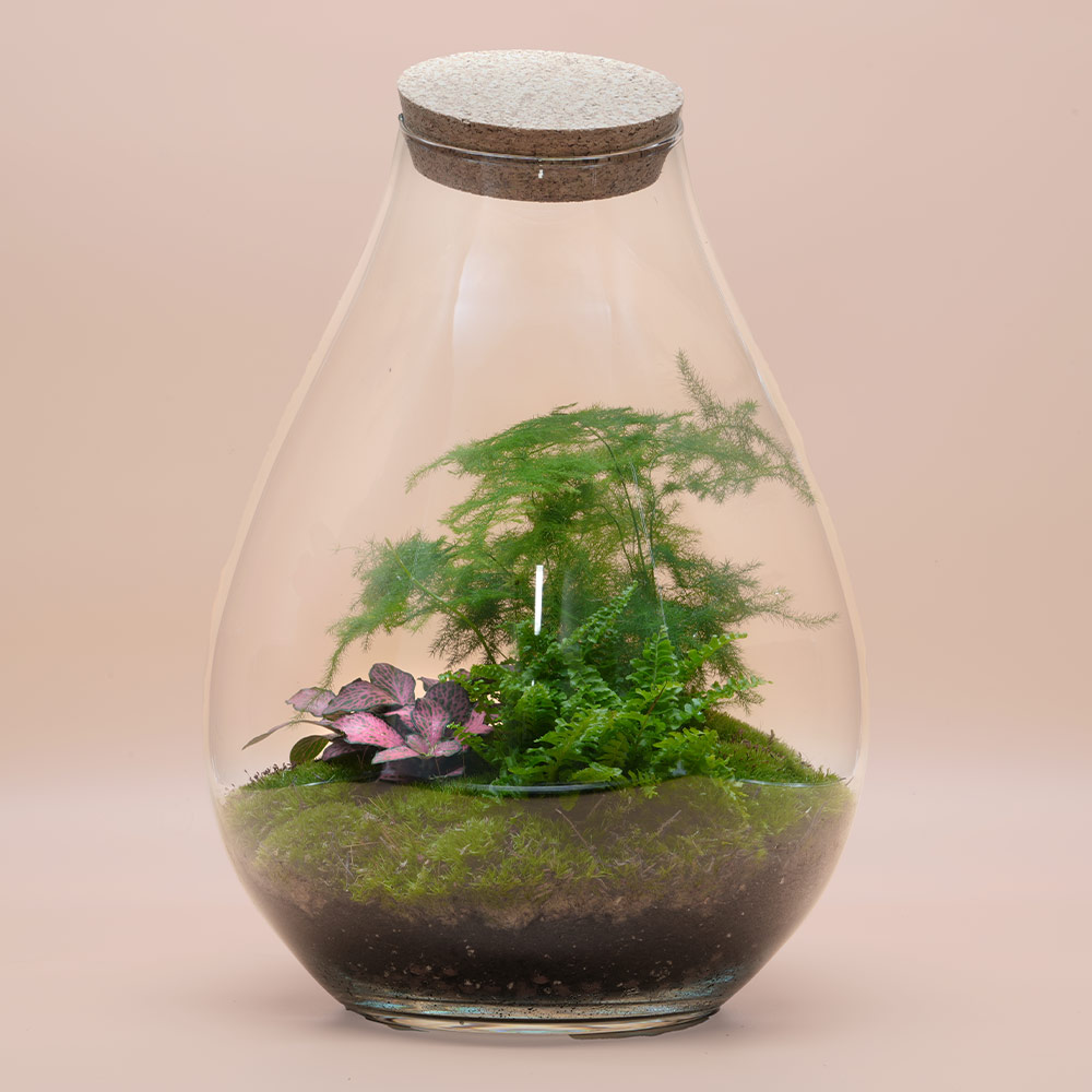 DIY Terrarium Kit 37cm