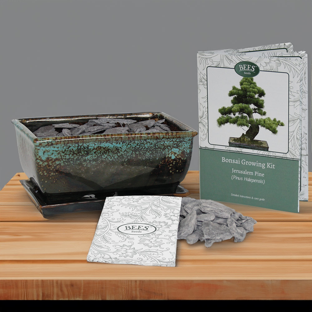 Bonsai Pine Growing Kit