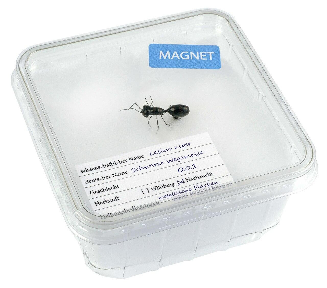 Magnet "Ant" in Cricket Box - ReptilesRuS