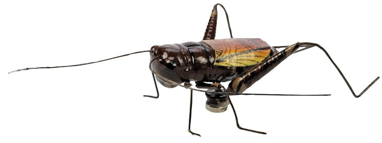 Magnet "Cricket" in Cricket Box - ReptilesRuS