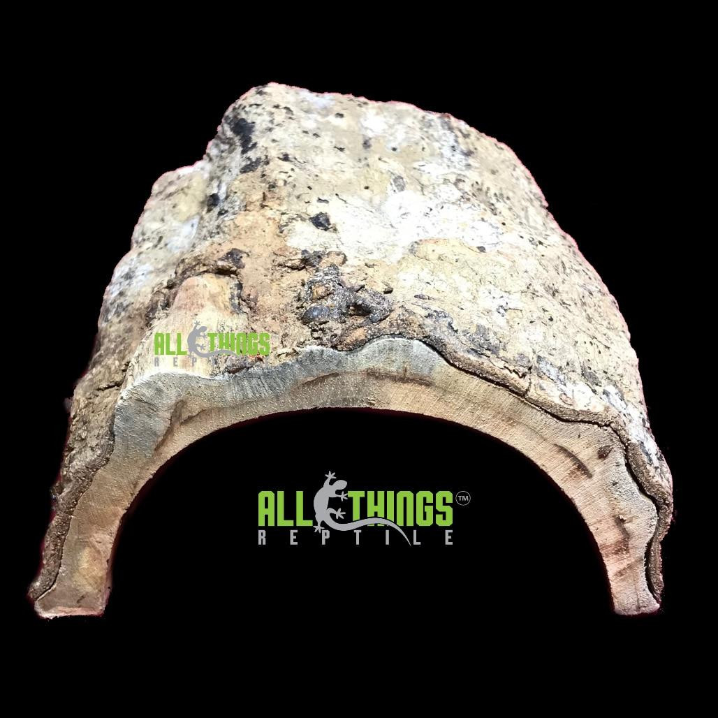 Natural Half Log Hide 6" Habba Hut - ReptilesRuS