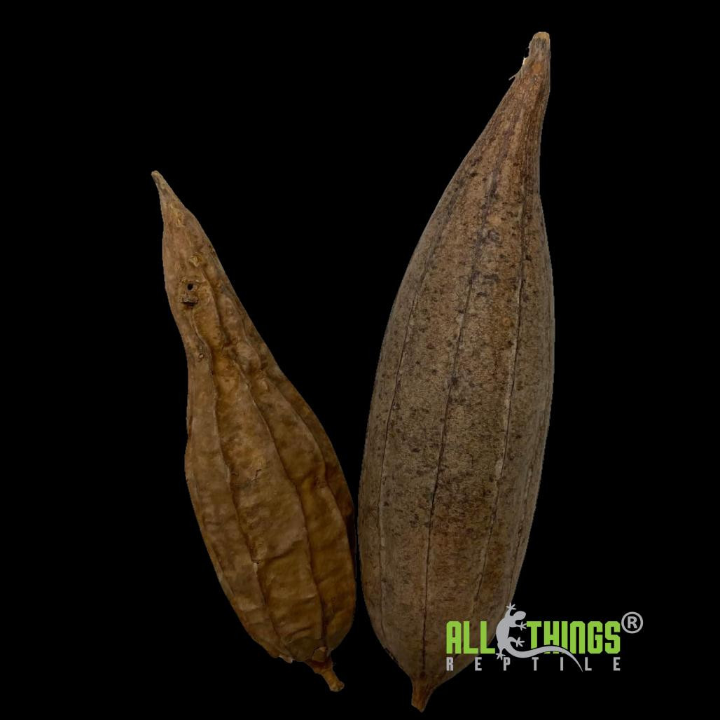 ATR Jhinga Pod (2 Pack) - ReptilesRuS