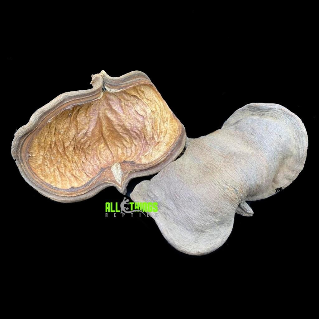 ATR Badam Pod (2 Pack) (Jungle Pod) - ReptilesRuS