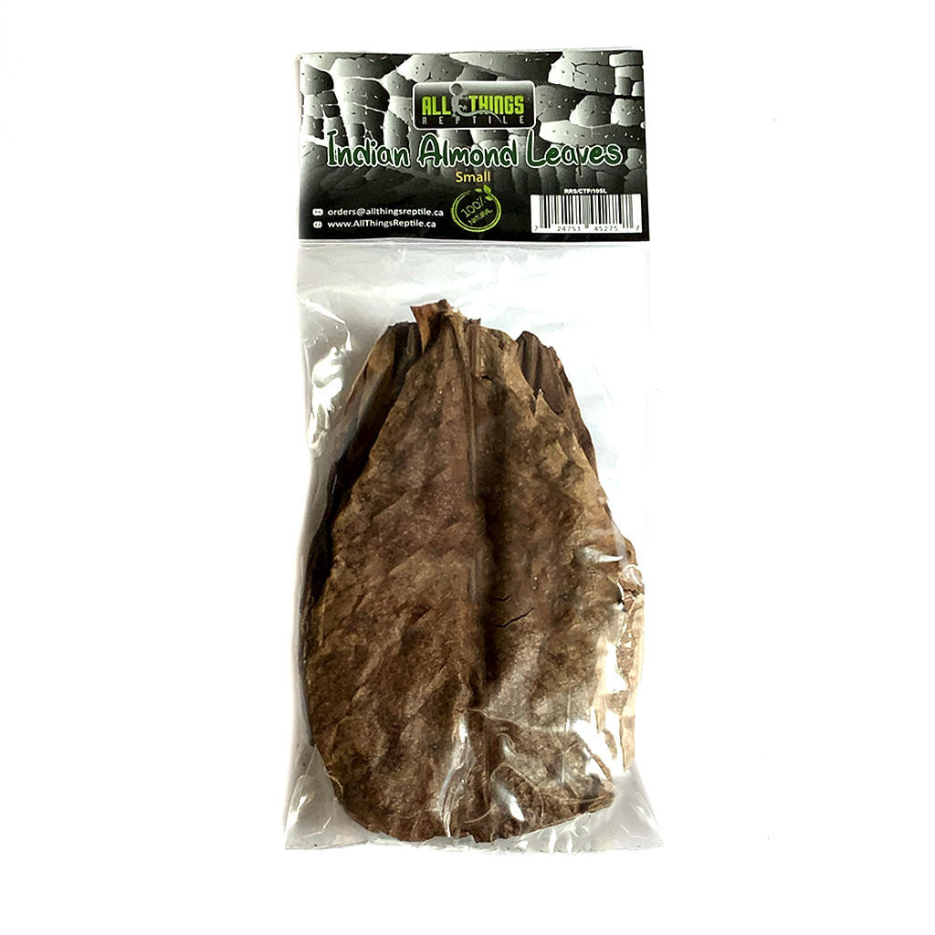 ATR Catappa (Indian Almond) Small Leaves 10-pack - ReptilesRuS