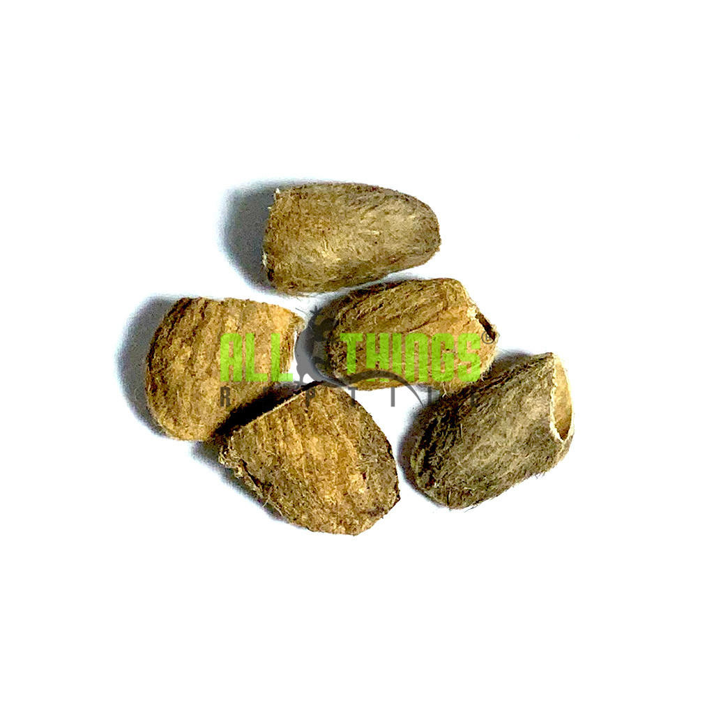 ATR Mango Dried Seeds 4-pack - ReptilesRuS