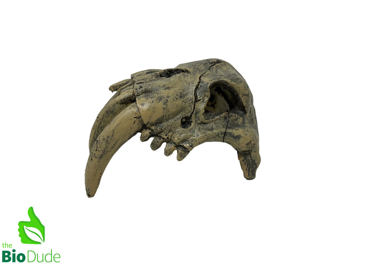 The Bio Dude - Dino Decor - Sabertooth Tiger - ReptilesRuS