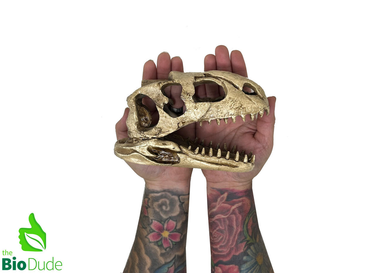 The Bio Dude - Dino Decor - T-Rex - ReptilesRuS
