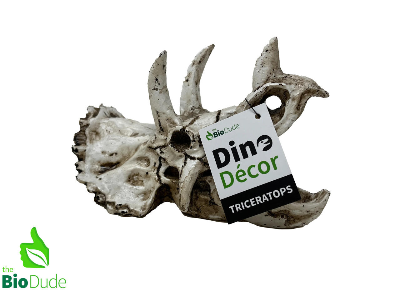 The Bio Dude - Dino Decor - Triceratops - ReptilesRuS