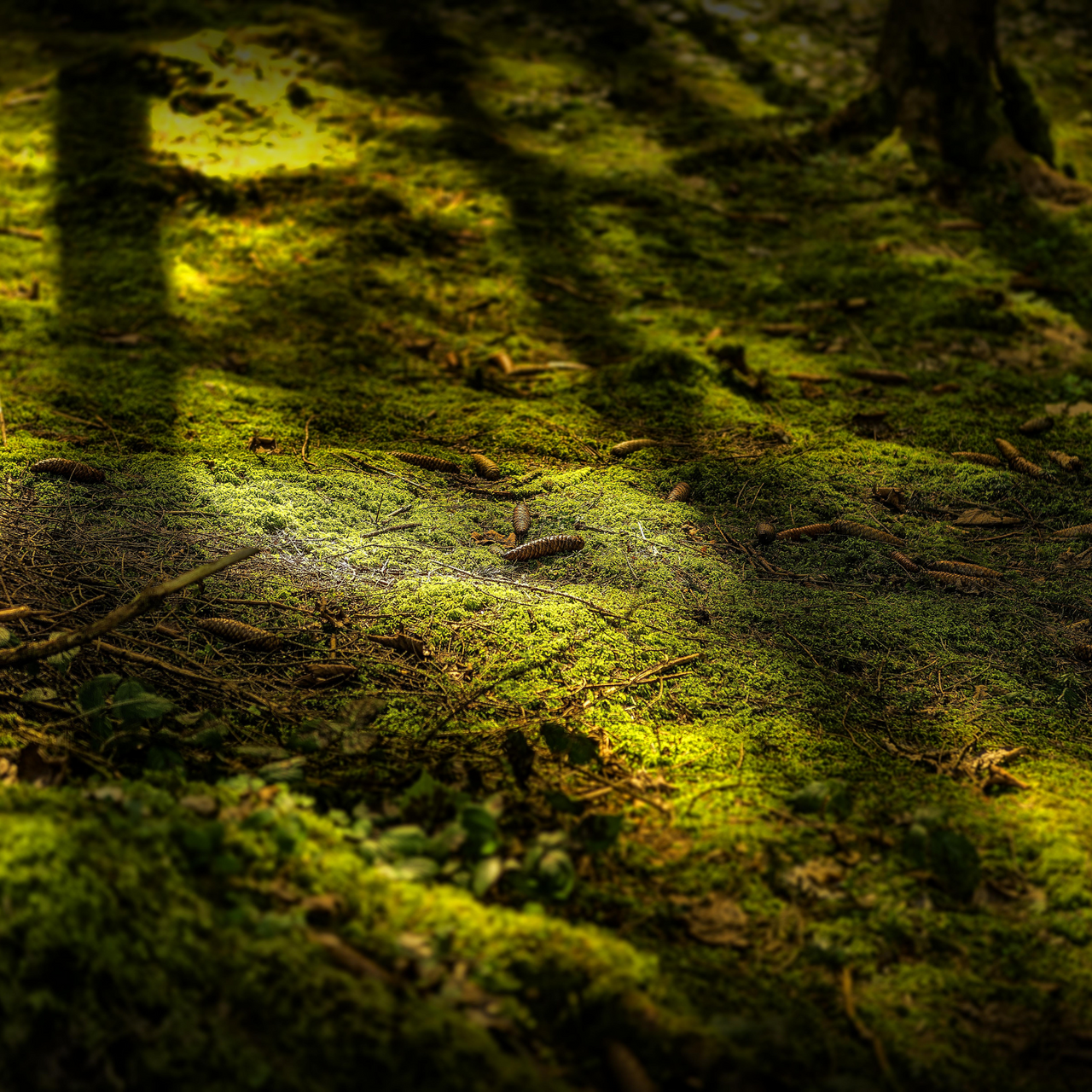 Mossify Growable Moss, Shade - ReptilesRuS