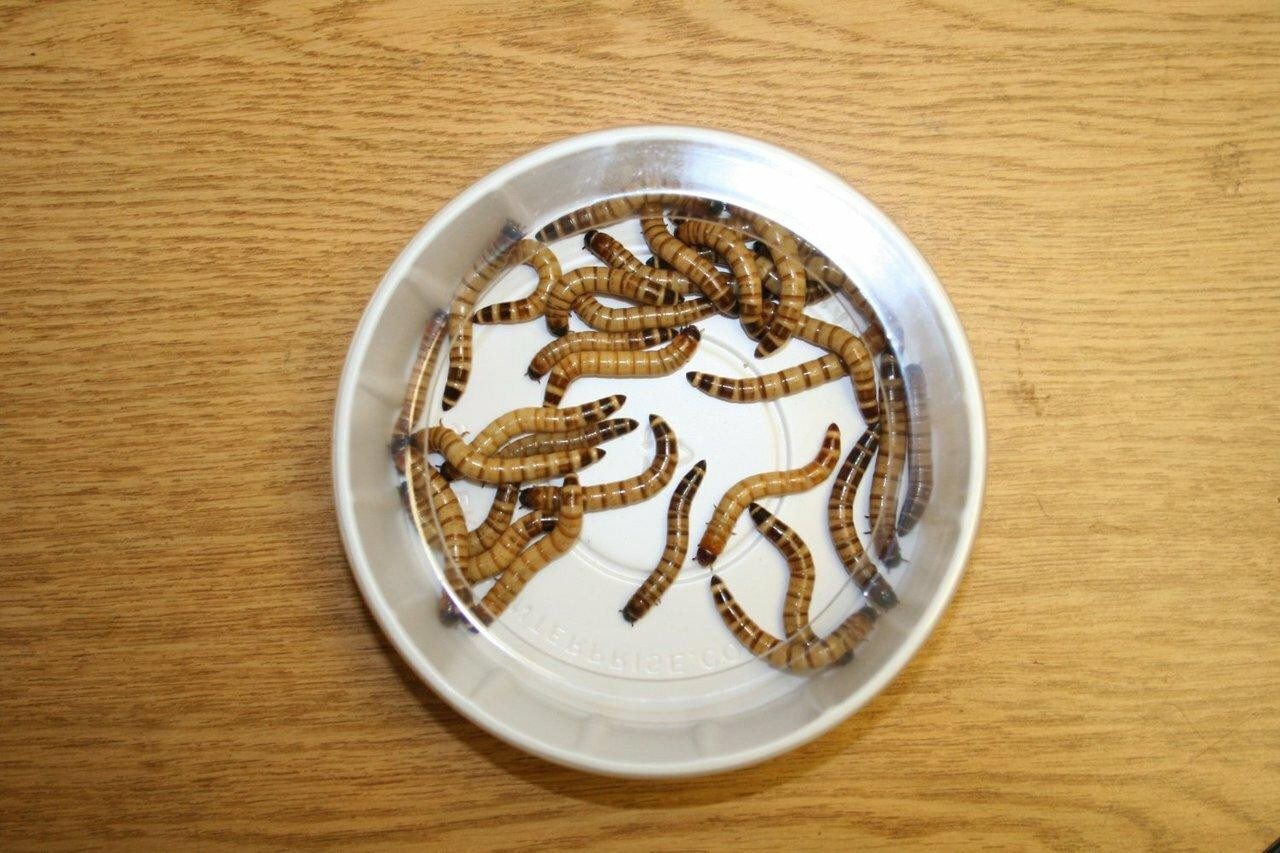 Water/Worm Dishes (Small) 6 Pack - ReptilesRuS