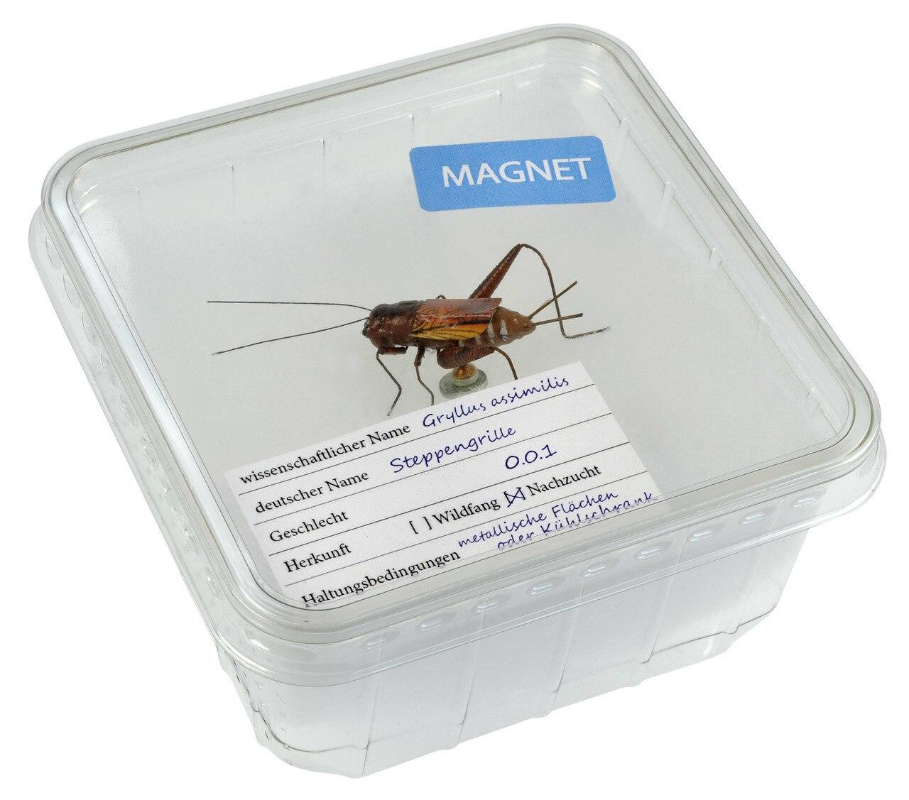 Magnet "Cricket" in Cricket Box - ReptilesRuS
