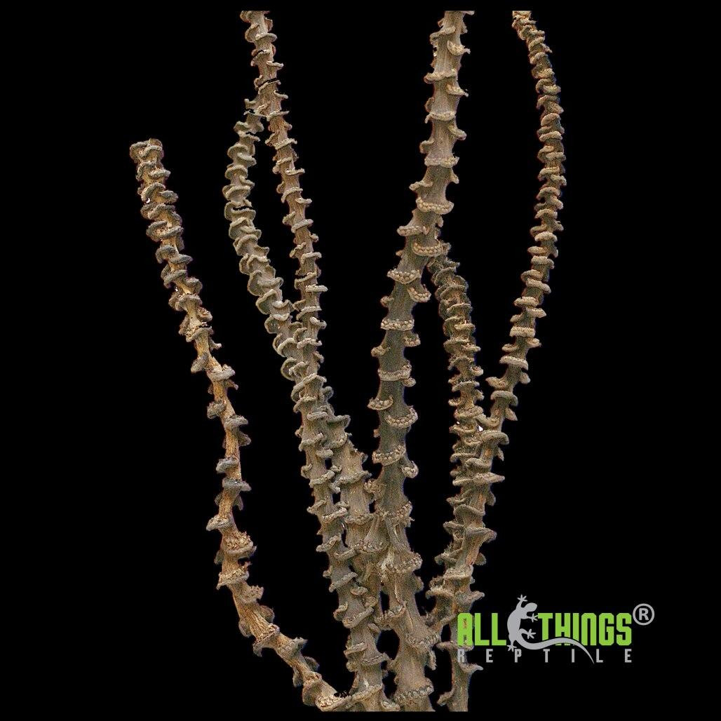 ATR MUSA STICKS 12"-18" - ReptilesRuS