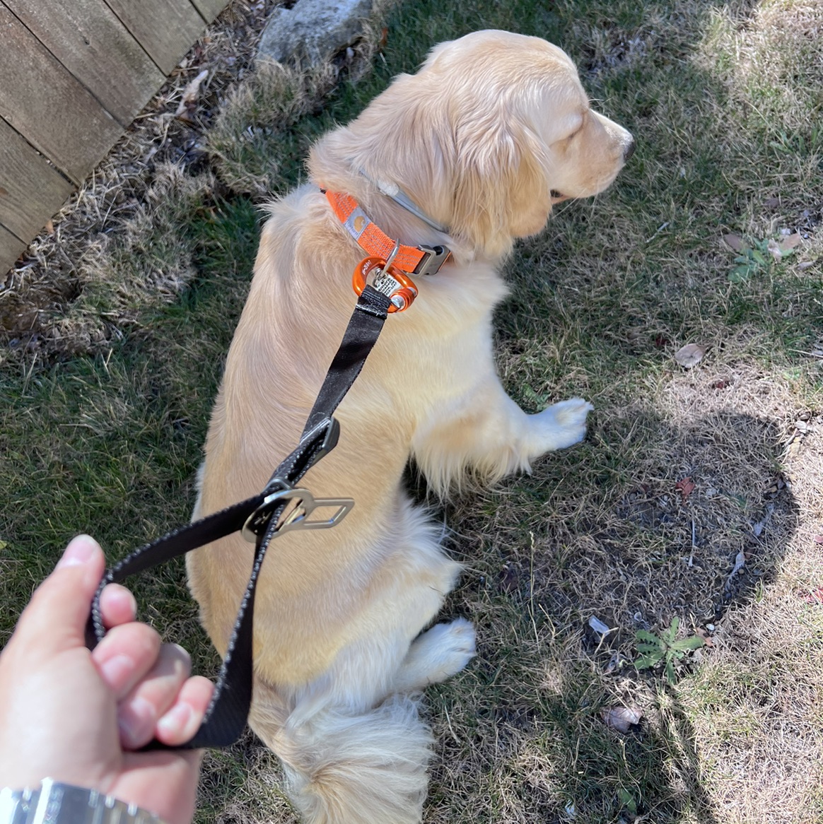 How Do You Tether A Dog Seat Belt