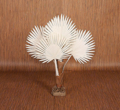The Canvas Nursery 4 Foot Buri Palm Tree Plant - Beach House Gift Boutique
