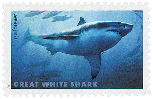 Sharks Forever Logo