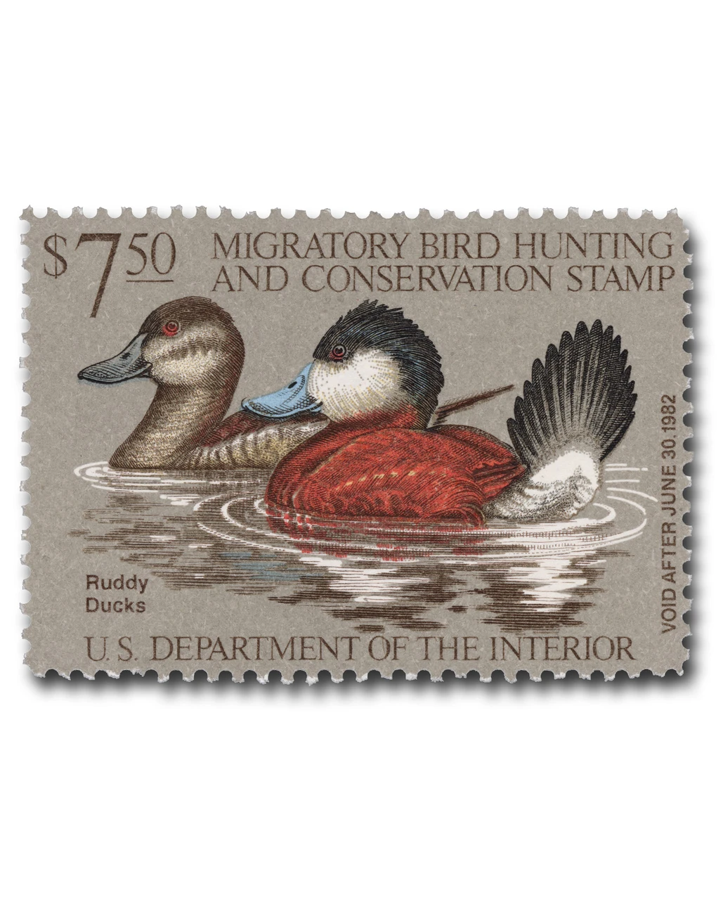 RW48 - 1981 $7.50 Federal Duck Stamp - Ruddy Ducks - Mystic Stamp Company