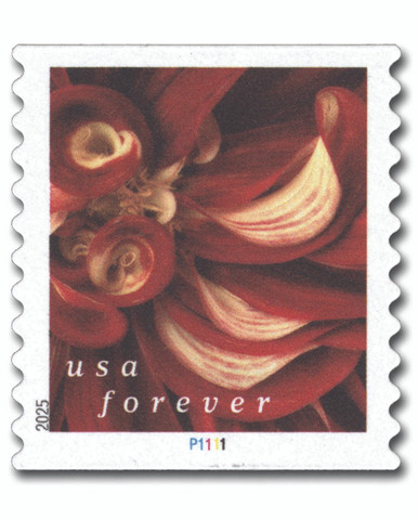 5986 - 2025 First-Class Forever Stamp - Dahlias: Dark Red Dahlia (from ...