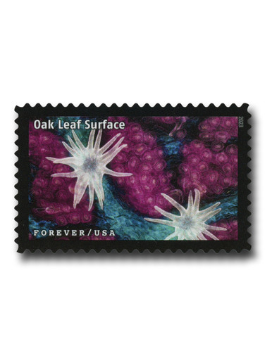 5802t - 2023 First-Class Forever Stamp - Life Magnified: Oak Leaf ...
