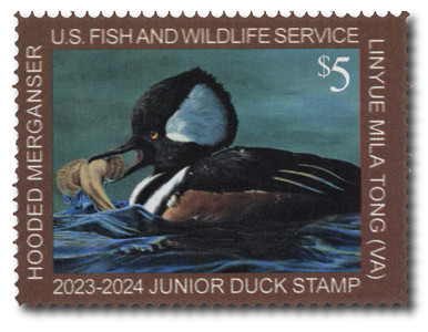 JDS31 - 2023 $5 Junior Duck Stamp - Hooded Merganser - Mystic Stamp Company