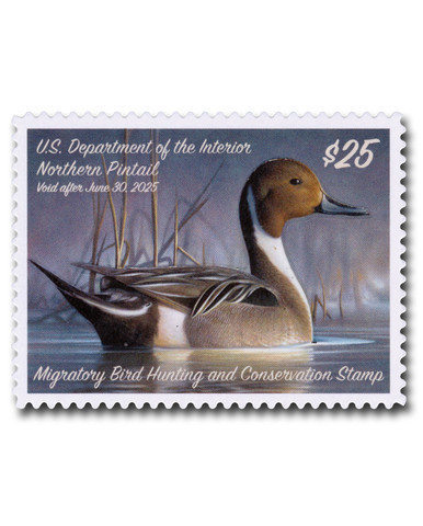 RW91 - 2024 $25.00 Federal Duck Stamp - Northern Pintail - Mystic Stamp ...