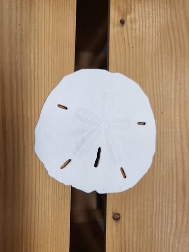 Sanddollar 3" - 3.5" SL22-110 - Curious Cargo Home Decor