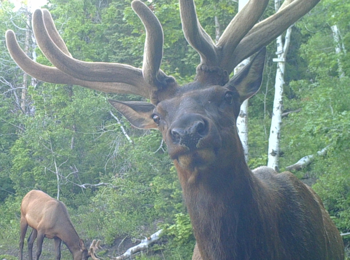 The Stealth Cam P12 6MP Digital Trail Cam in Action - Impact Guns