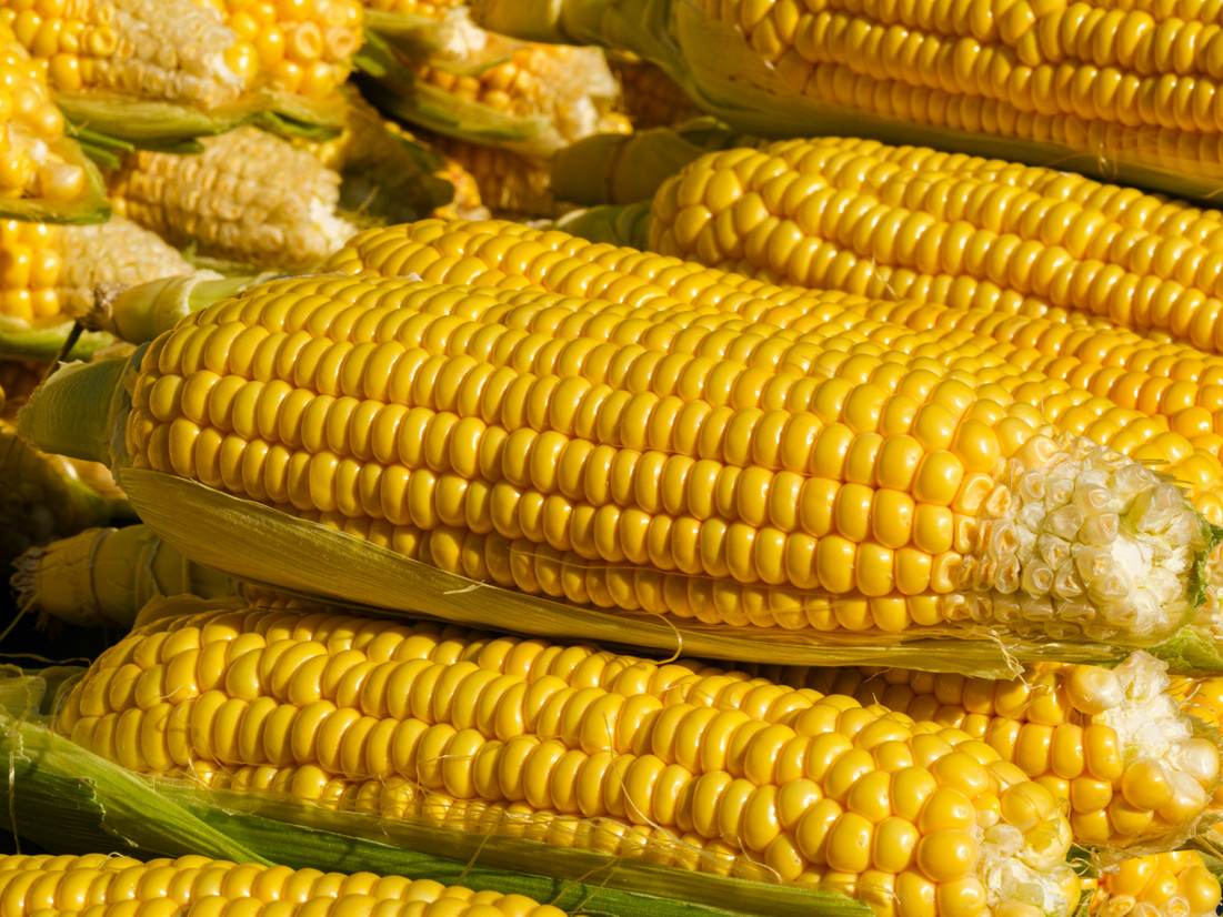 Local & Organic Sweet Corn Now Available to Order - TC Farm