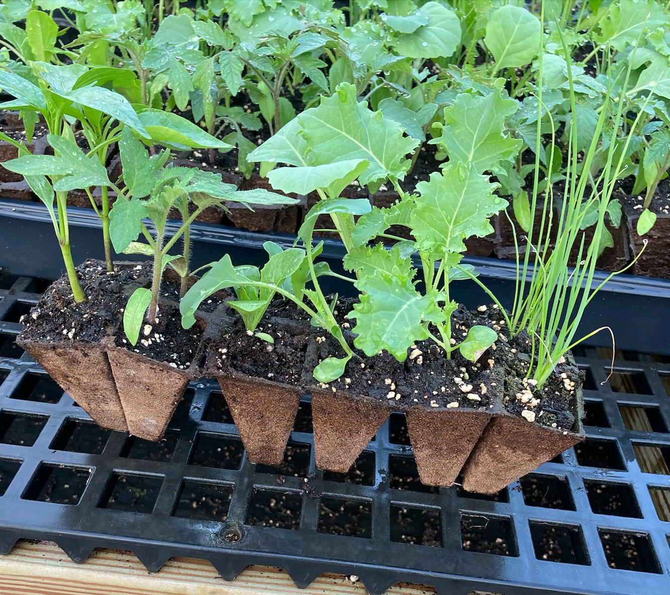 Garden in a Tray- 12 Organic Vegetable Seedlings - TC Farm