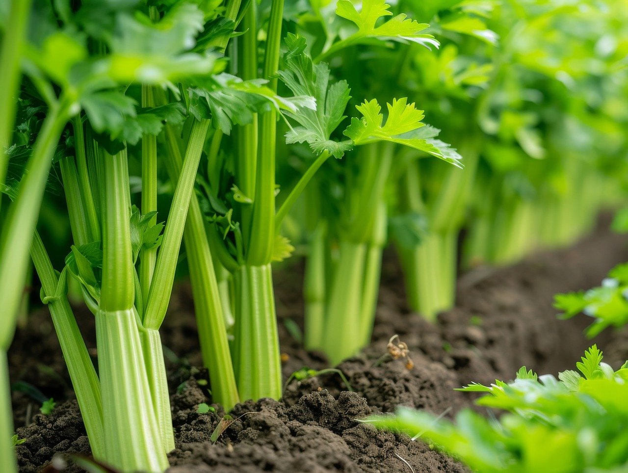 September 4-6 Weekly Features - TC Farm